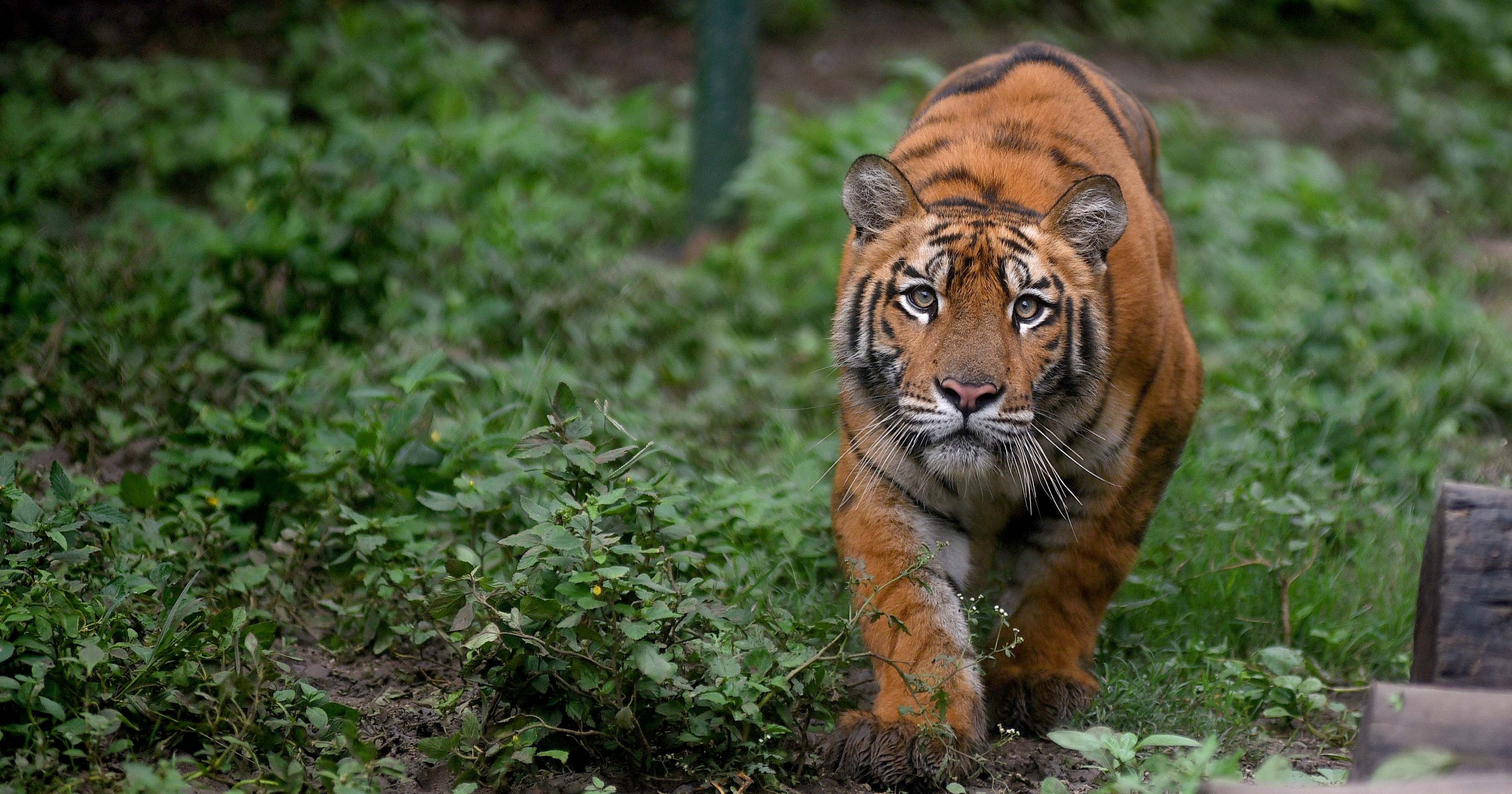Why We Should Be Worried Despite Increase In Tiger Population