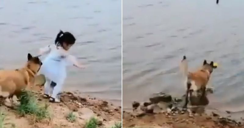 Dog Is More Human Than Humans, Saves Girl From Falling Into Deep Water!