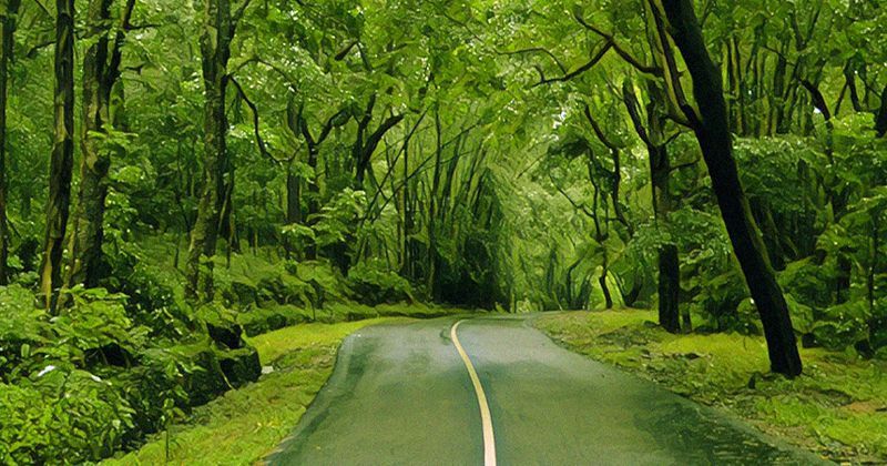 In A First, Chennai Environmentalist Launches 'Tree Ambulance' To Give ...