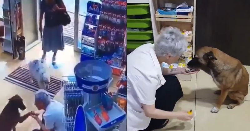 Injured Dog Approaches A Pharmacist For Help With Wound & It Is Melting ...