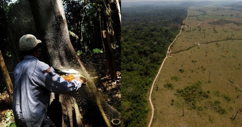 Satellite Data Reveals Amazon Rain Forest Has Lost 740 Sq Km Forest ...