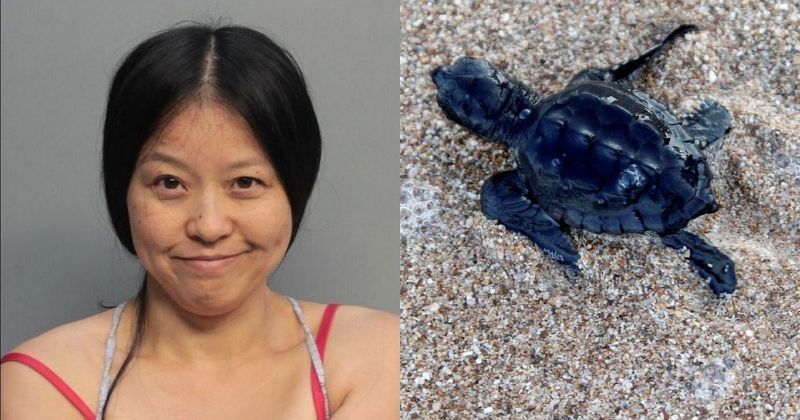 Chinese Woman Arrested In US For Stomping On & Jabbing At Sea Turtle ...