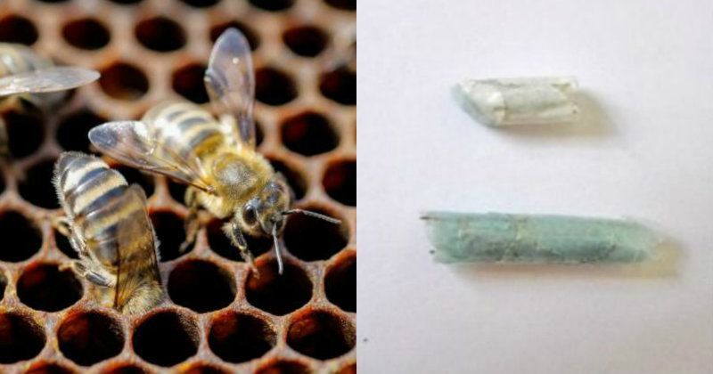 We're Throwing Away So Much Plastic Waste, Bees Are Now Building Nests ...