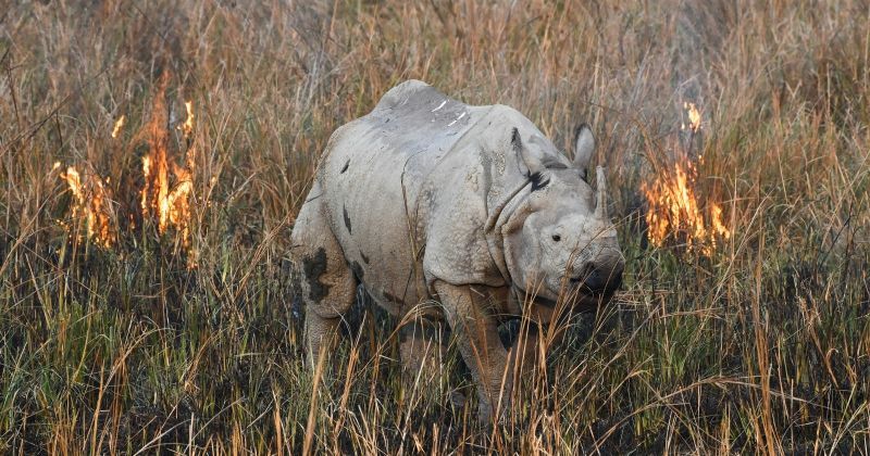 1,700 Bird, Animal Species Face Extinction In Next 50 Years, Thanks To ...