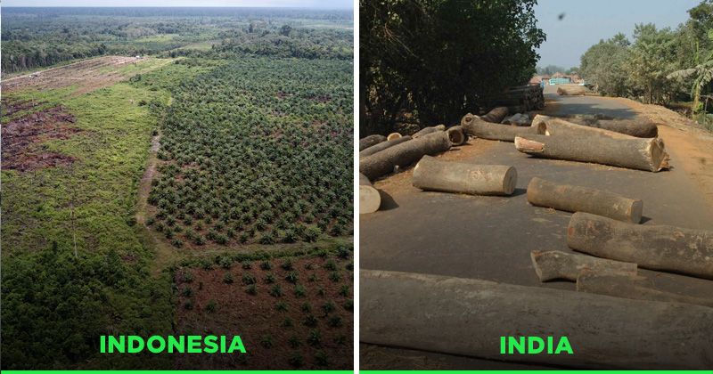 On World Forest Day, These 12 Powerful Images Show How Deforestation Is ...
