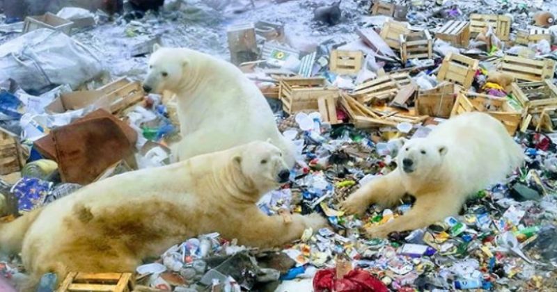 This Disturbing Picture Of Polar Bears Feeding On Waste Shows How Devastating Climate Change Is