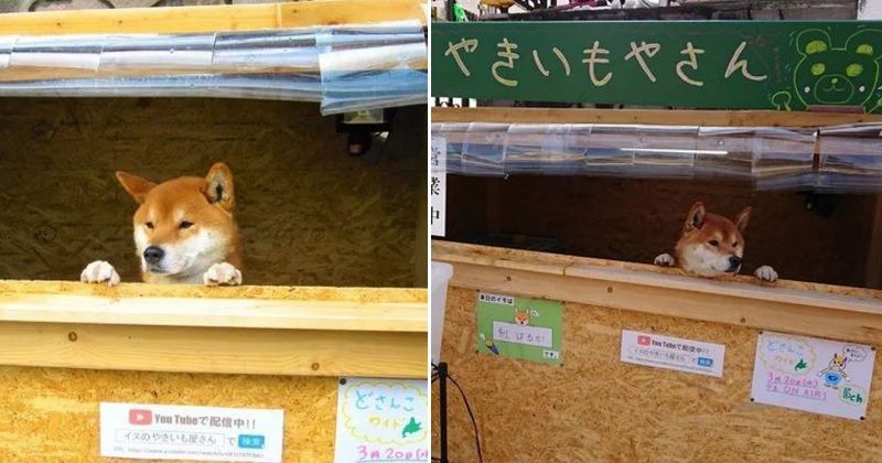 Who Is This Good Doggo Running A Sweet Potato Shop In Japan & Winning ...