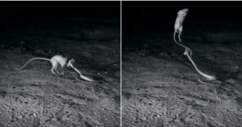 Kangaroo Rat Kicks Sidewinder Rattlesnake In The Face To Avoid Becoming ...