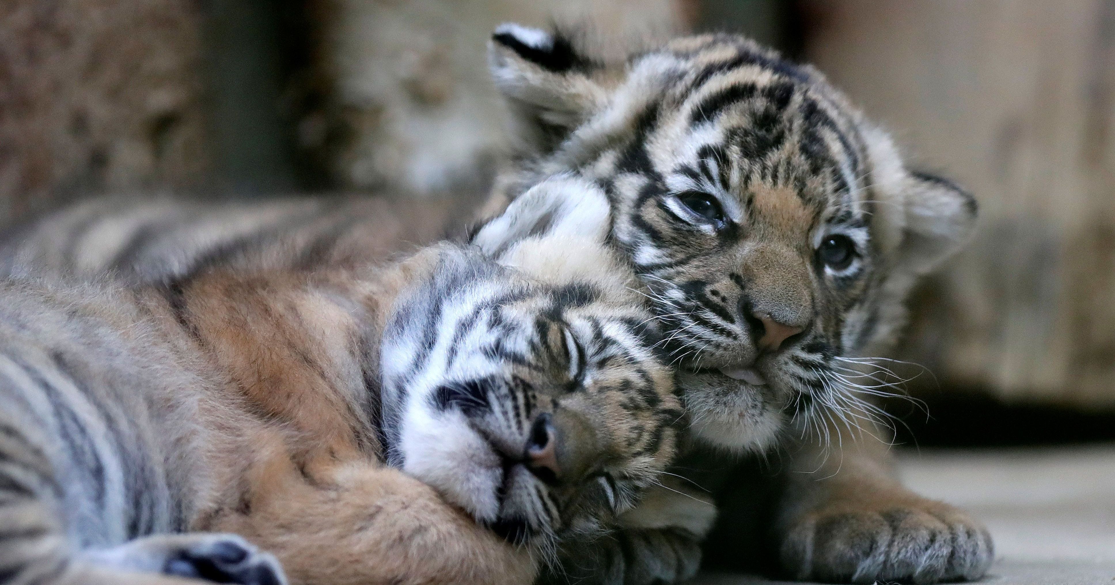 11 Tiger Cubs Make It A Wow Week In Madhya Pradesh Forests