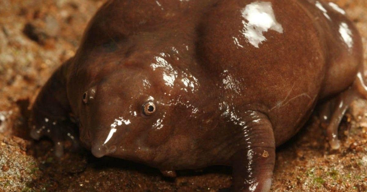 'मावेली': एक बैंगनी मेंढक, जो डायनासोर के साथ सह-अस्तित्व में था | Meet ...