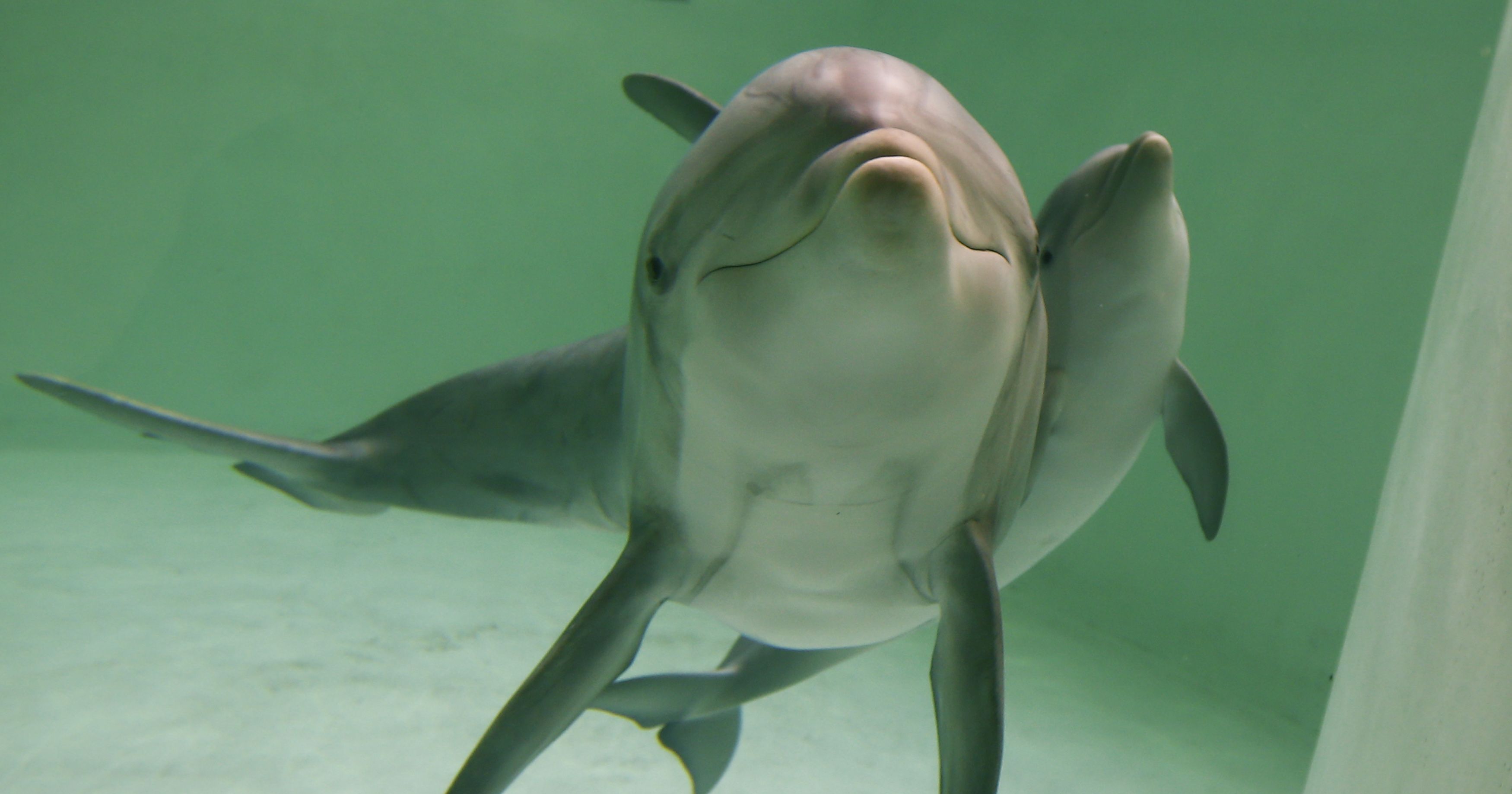 More Than Half Of All Marine Mammals Are At Risk Of Extinction