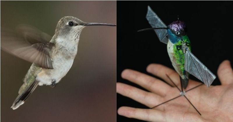 This Tiny Drone Uses AI To Learn To Fly Like The Hummingbird, Nature's ...