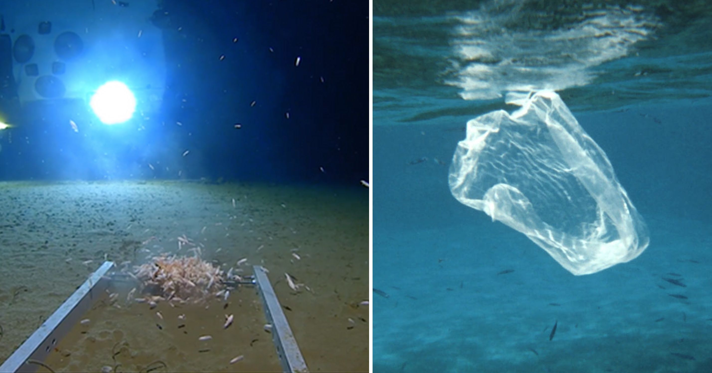 Plastic Found At Earth's Deepest Spot