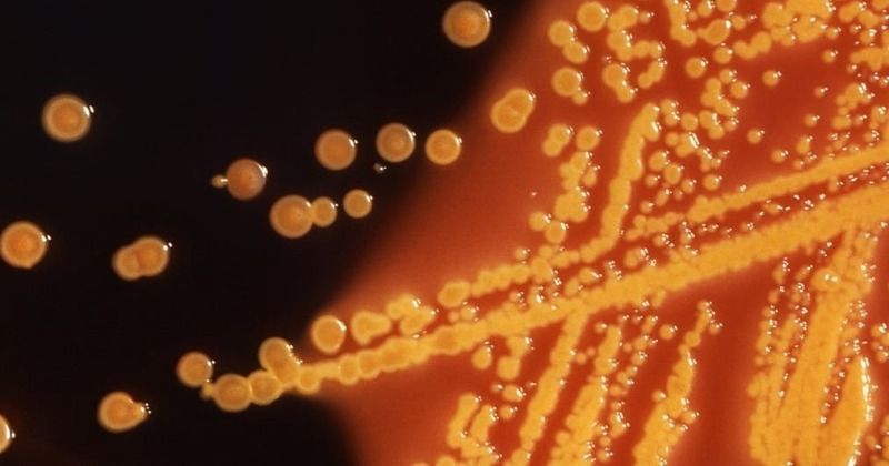 Researchers Have Created World's 1st Living Organism With A 100% ...