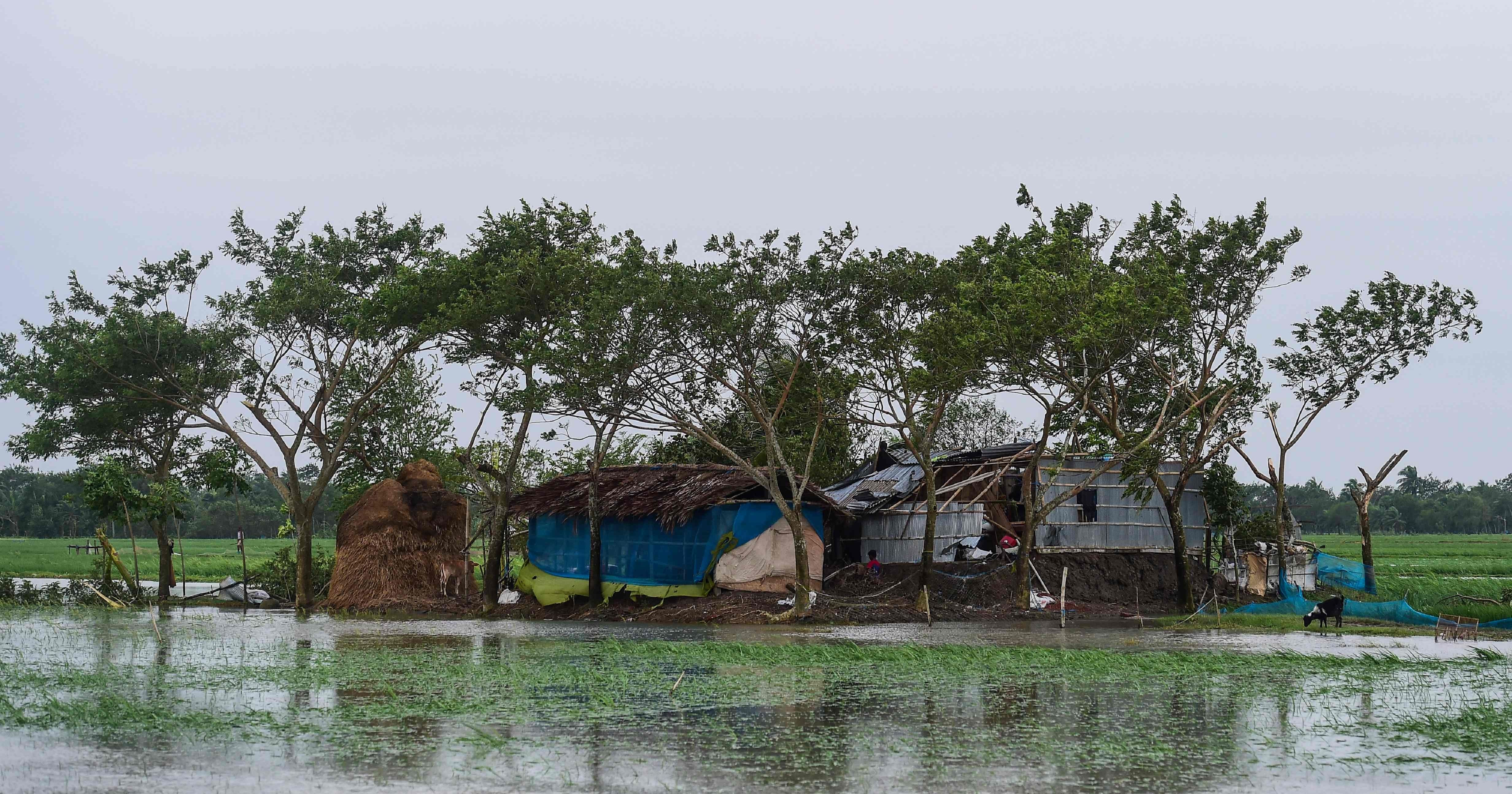 How Mangroves Saved Our Lives During Cyclone Bulbul