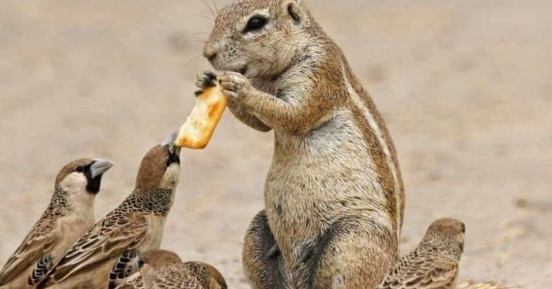 Old Image Of A Squirrel Sharing A Biscuit With Some Birds Is Going ...