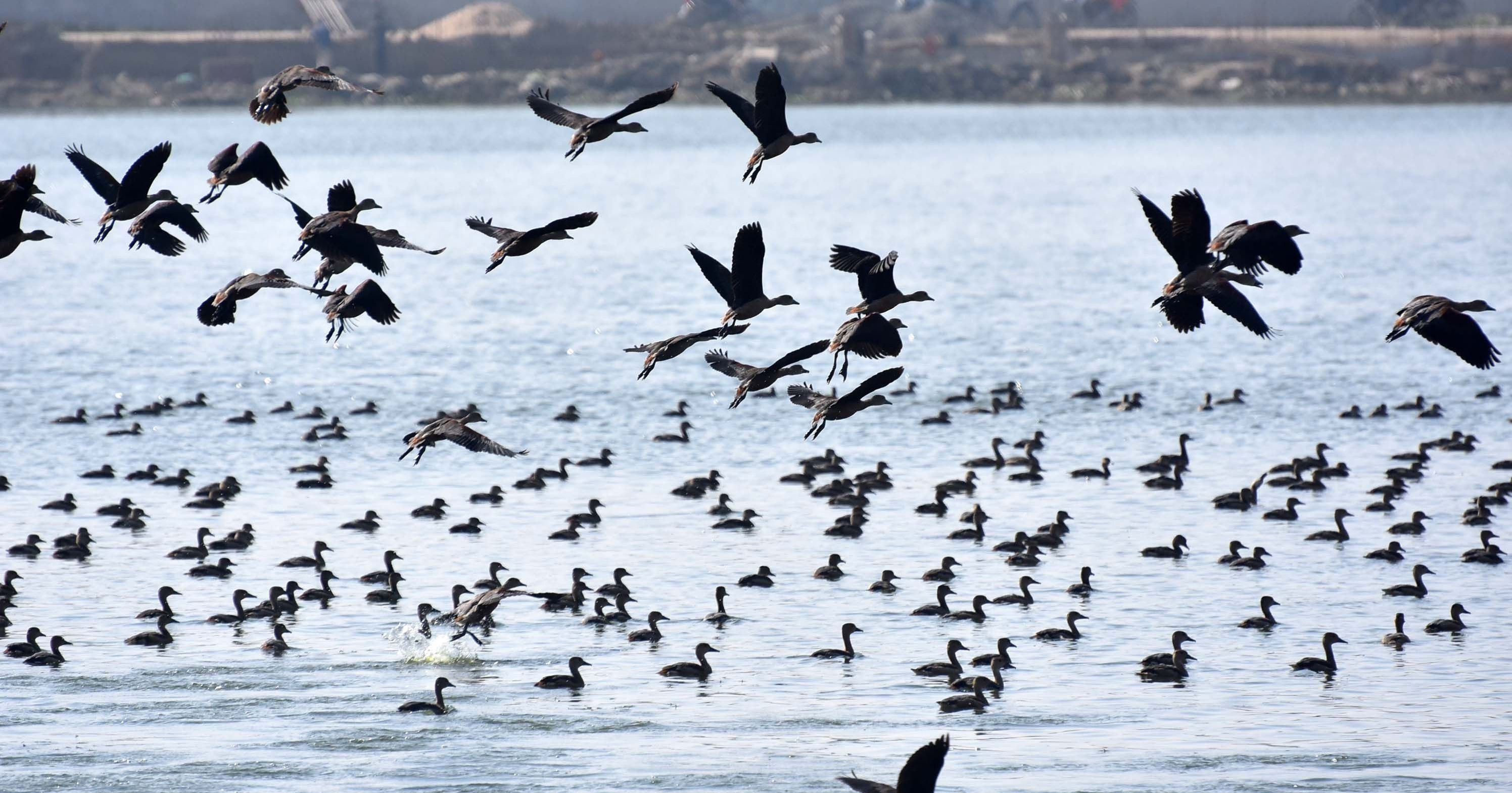 The Mysterious Death Of 1000 Migratory Birds in Rajasthan