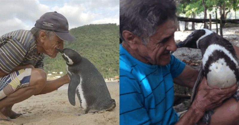 This Penguin Travels 8000 Km Every Year, To Meet The Man Who Saved It ...