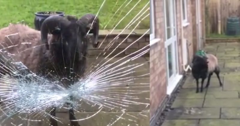 Watch: Video Of A Ram Breaking A Glass Window After Looking At Its Own ...