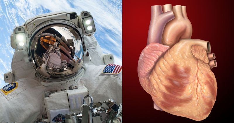Heart Cells Of An Astronaut Change In Space, But Get Back To Normal ...