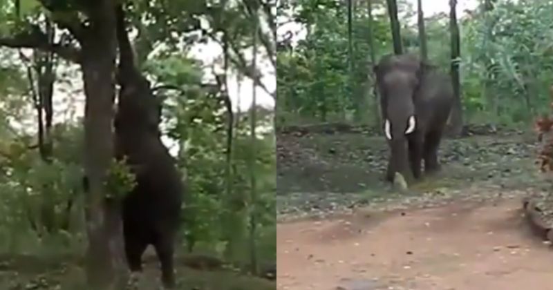 Video Of An Elephant Climbing A Tree, Plucking A Jackfruit And Eating ...