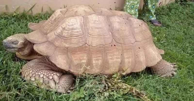 Africa's Oldest Tortoise - Alagba - Dies At The Age Of 344