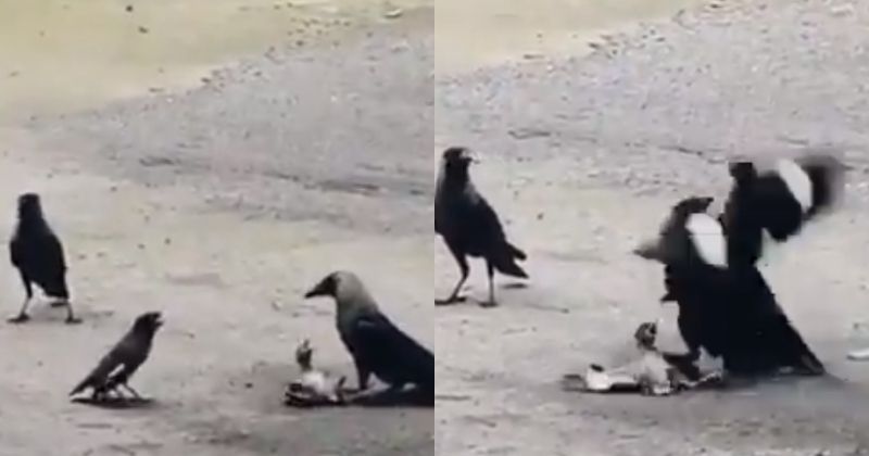 In A Video Going Viral A Myna Bird Is Seen Attacking & Shooing Away ...