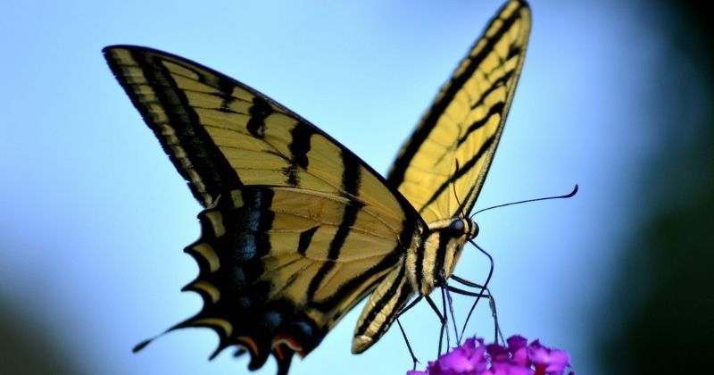 Rare Butterfly Species Are Going Extinct Due To Global Warming, And It ...