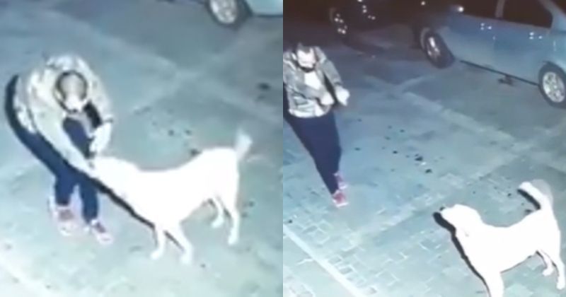 Video: A Man Reportedly From Turkey, Started Randomly Dancing With A ...