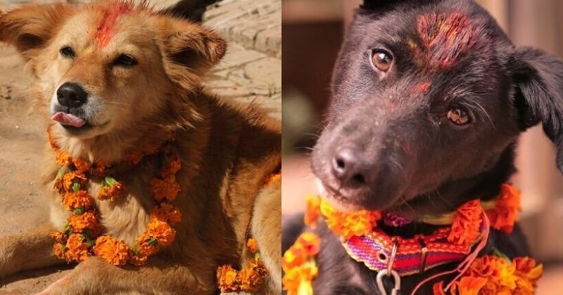 It Is Kukur Tihar Today, The Day Dogs Are Worshiped In Nepal For Their ...
