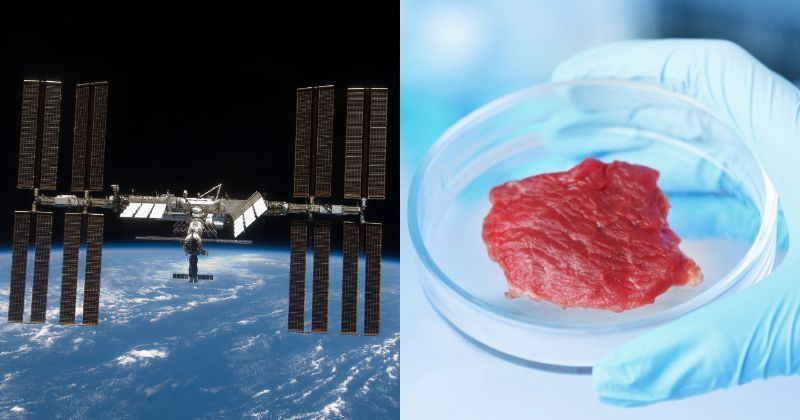 Scientists Successfully Grow Lab Meat In Space, So Future Mars ...
