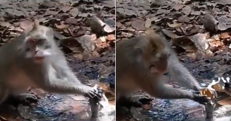 Video Shows Monkey Saving Water Using Dried Up Leaves & It's High Time ...