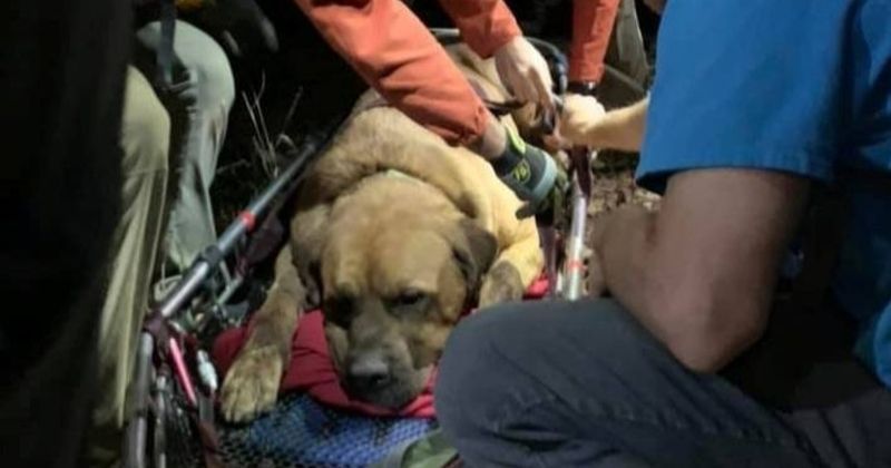 Massive 86 Kg Mastiff Rescued From Top Of Mountain After Getting Too ...