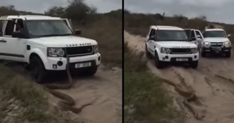 A Bunch Of Tourists Were Forced To Run In Their Car In South Africa ...