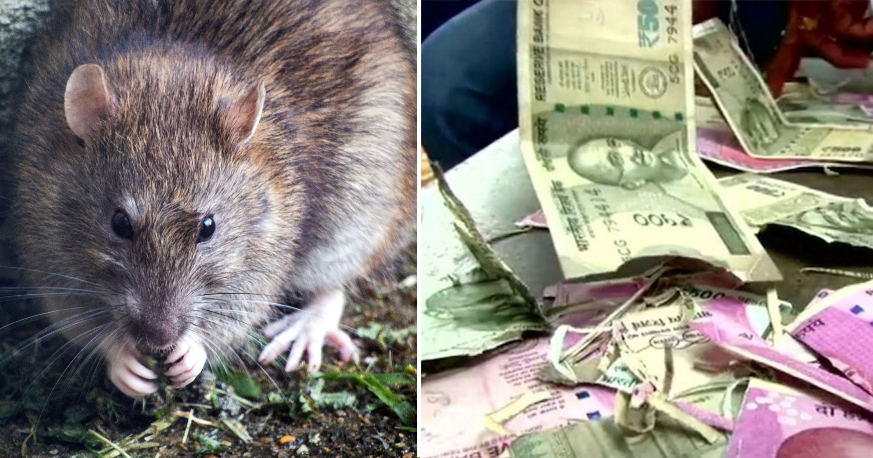 Rats Nibble Currency Worth Rs 50,000