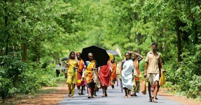 'आरे जंगल' की कहानी: एक कॉलोनी के जंगल बनने से लेकर पेड़ों के कटने और ...