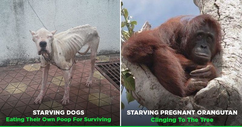 These Heartbreaking Pictures Of Starving Animals Show Exactly What's ...
