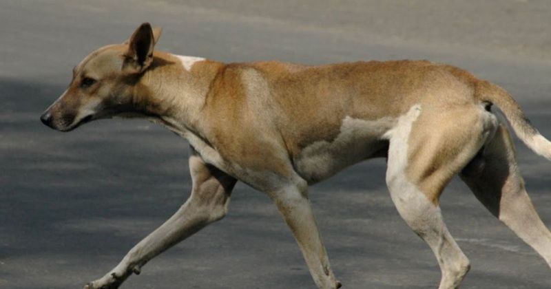 Terrifying CCTV Footage Shows Stray Dogs Running Away With Baby's Head ...
