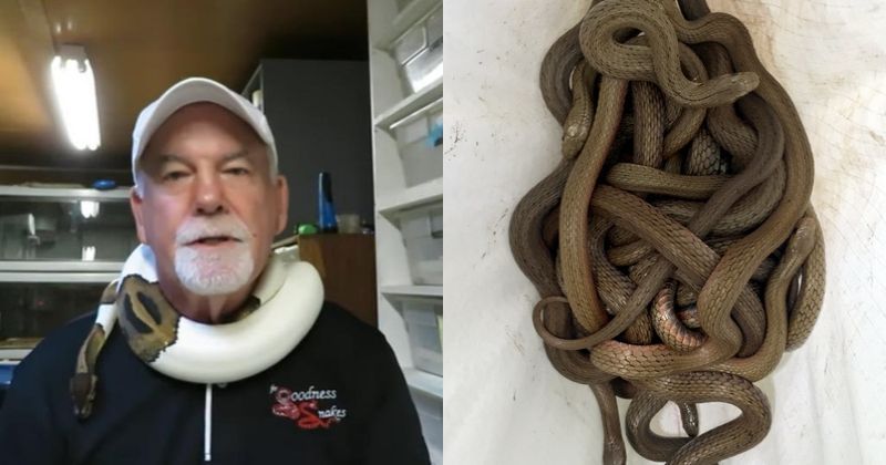 Thieves Robbed A Reptile Breeder & Had No Clue That The Bag They Stole ...