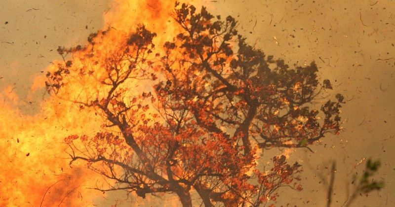 Here's How Criminal Networks Involved In Deforestation Caused The ...