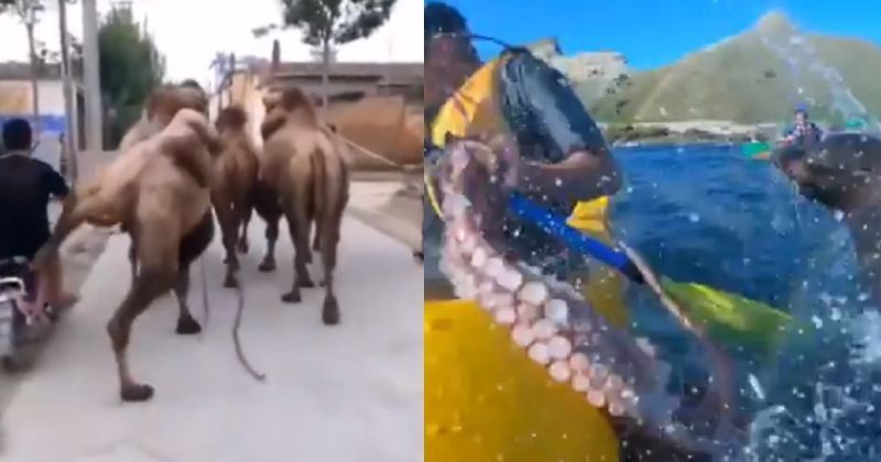 These Animals Were Absolute DONE With Humans And Their Bullsh*t, See ...