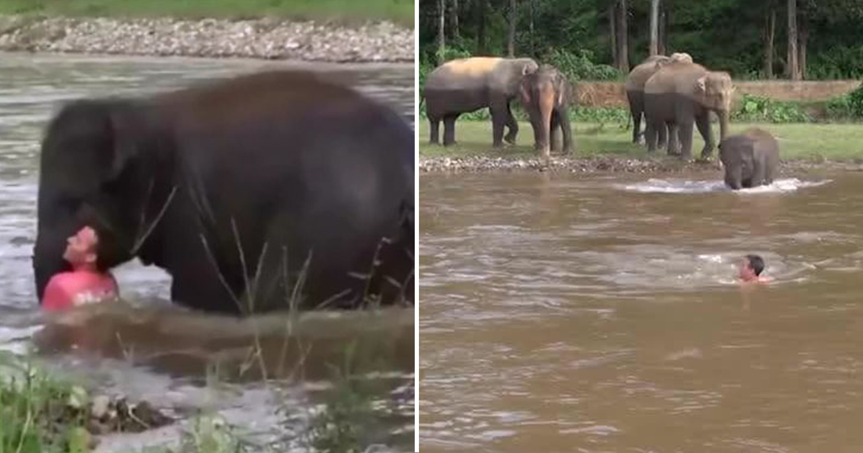 Baby Elephant Jumps Into Water To Save Drowning Man