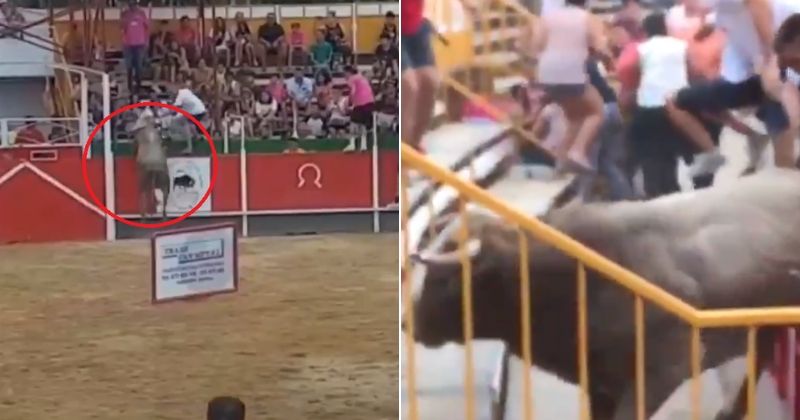 Watch: Bull Jumps Into Stands & Injures 19 People In The Audience, Gets ...