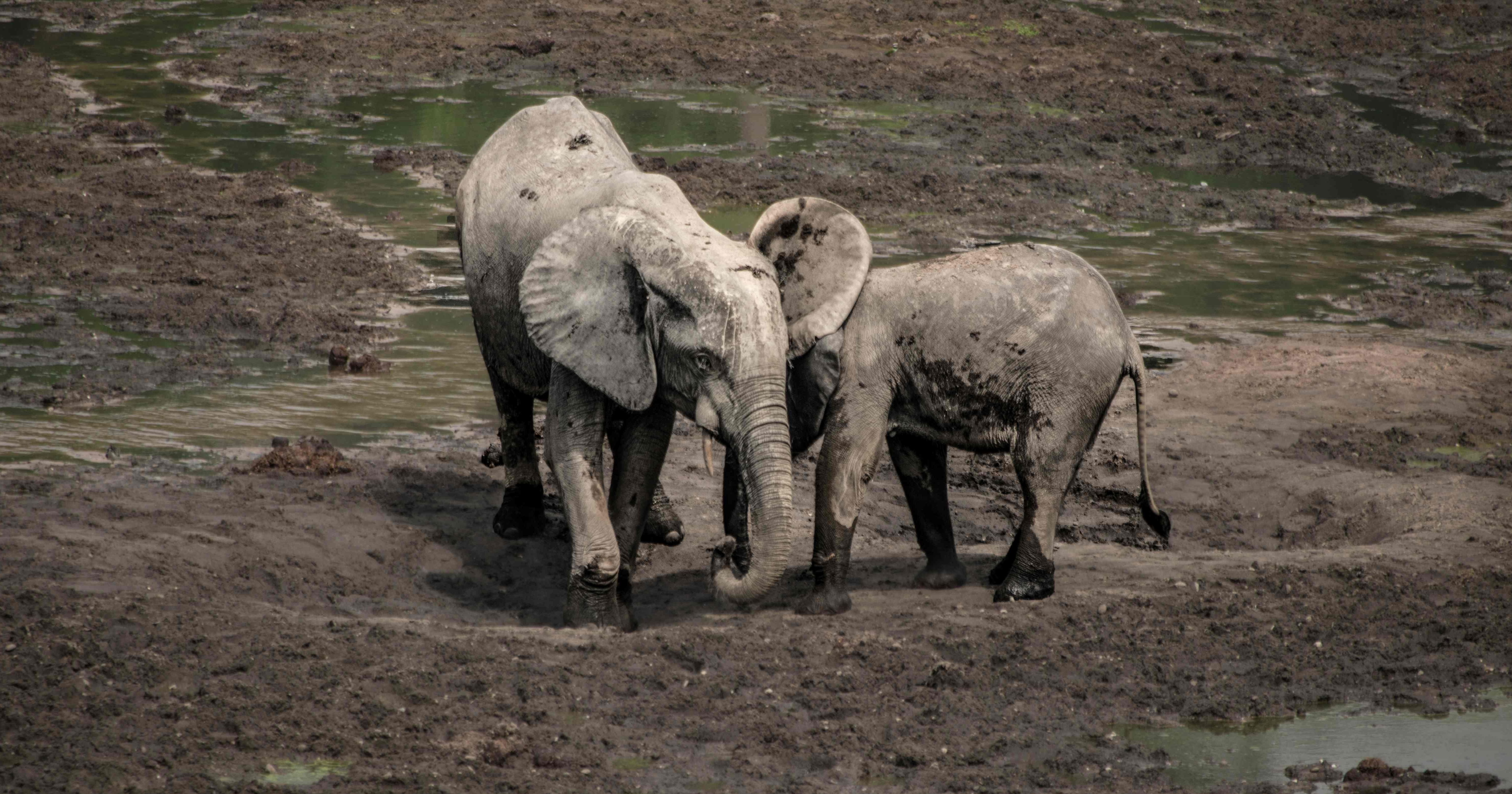Elephants Are Suffering In India
