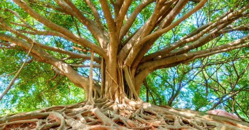 In A Move To Protect Trees, Uttar Pradesh To Give ‘Heritage’ Status To ...