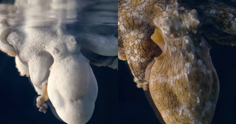 Did You Know A Sleeping Octopus Changes Colours Over And Over Again?