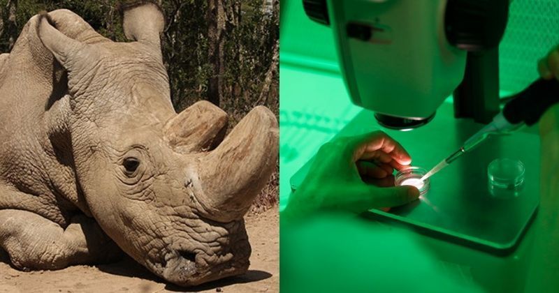 In A First, Scientists Use IVF To Save The Northern White Rhino From ...