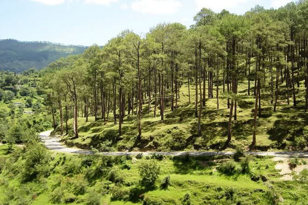 Uttarakhand Government Wants To Cut Down Lakhs Of Chir Pine Trees To ...
