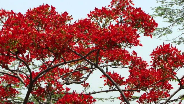 9 Trees That Grow In India And All You Need To Know About Them