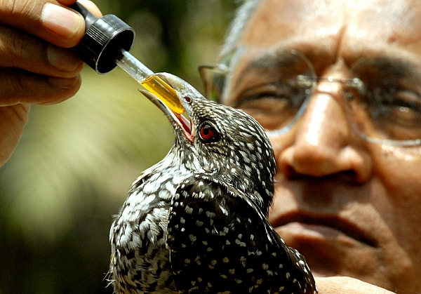 At This Delhi Hospital, Hundreds Of Birds Get Free Treatment, Feed ...